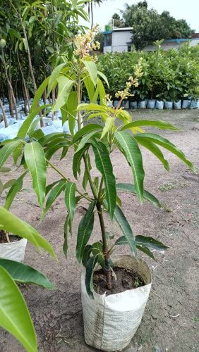ORIGINAL CATIMON MANGO LIVE FRUIT TREE : Amazon.in: Garden & Outdoors