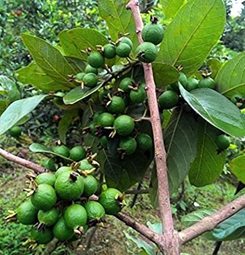 Trothic Gardens Live Plant Dwarf Rare Giant Grape Guava GUJAVA Fruit ...