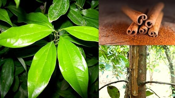 cinnamon Garam Masala Plant in Growbag-(2 Live Healthy Plant) : Amazon ...