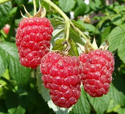 Red raspberry plant - How to grow & care