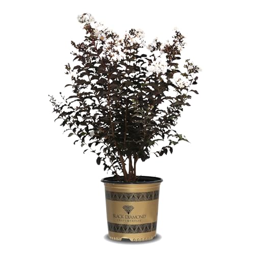 Black Diamond Crape Myrtles: 6 Most Popular Varieties - Gardenfrontier