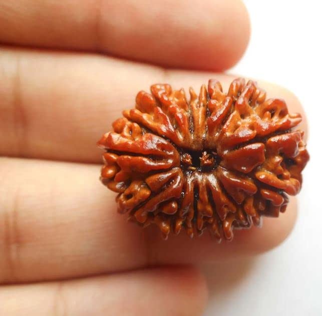UrusGems Best Shiv Ji Rudraksh Locket Lab Certified 13 Faced Rudraksha ...