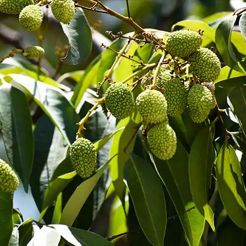 Mphmi Seedless Plant Fruit Plants Lychee, Litchi Plant (Air Layered ...