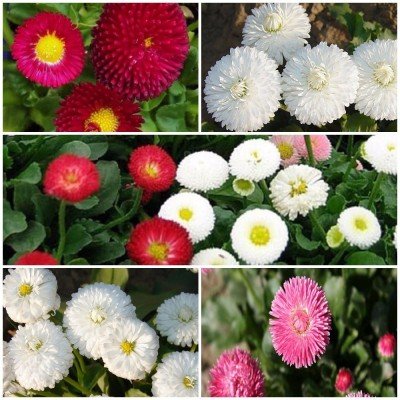 Biocarve Exotic Daisy Flower kit - 5 Packets : Amazon.in: Garden & Outdoors