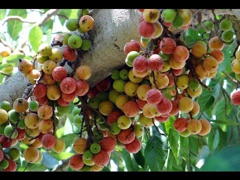 Creative Farmer Live Gular/Cluster Fig/Ficus Racemosa Athi Fruit Plant ...