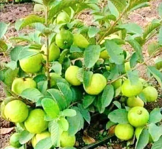 ADN life enterprise Rare Grafted Layering Guava " VNR " Hybrid Variety ...