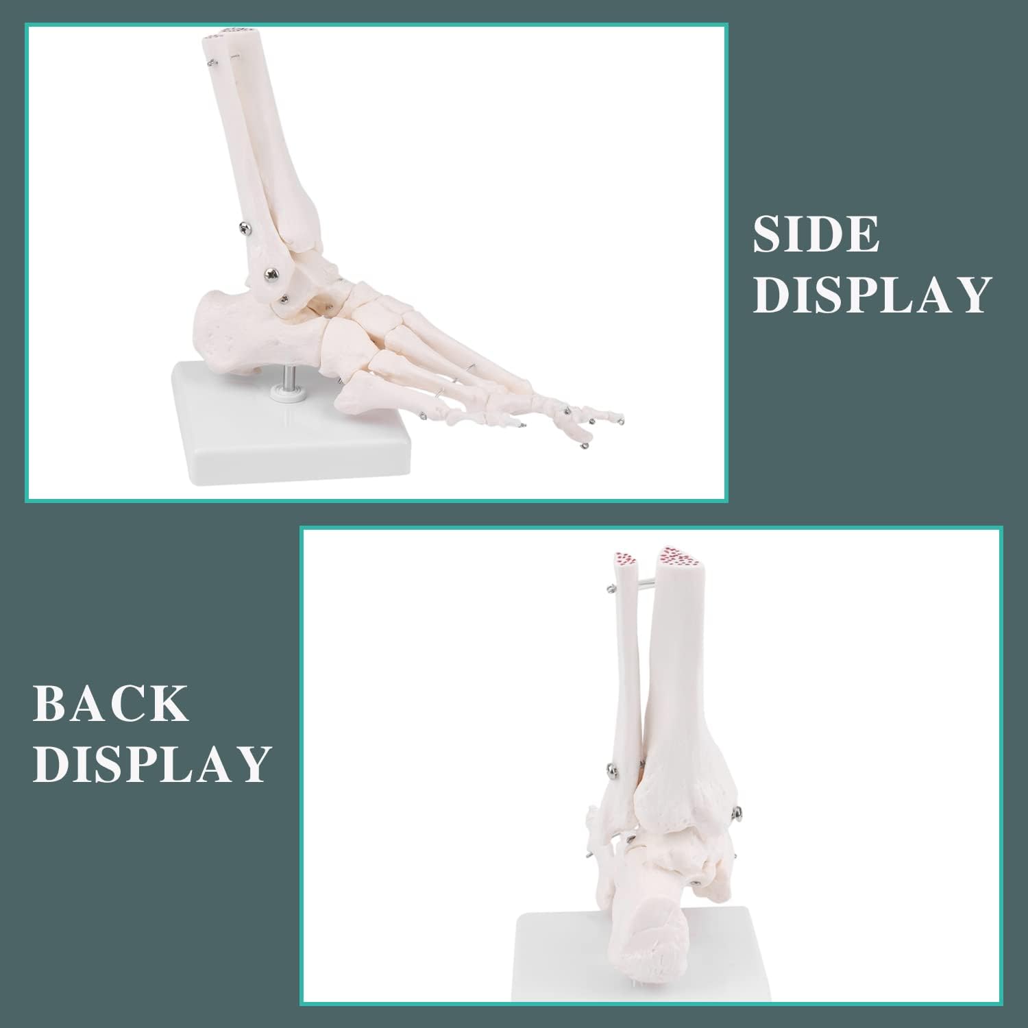 Snapklik.com : Human Foot Skeletal Model, Life-Size Model Showing The ...