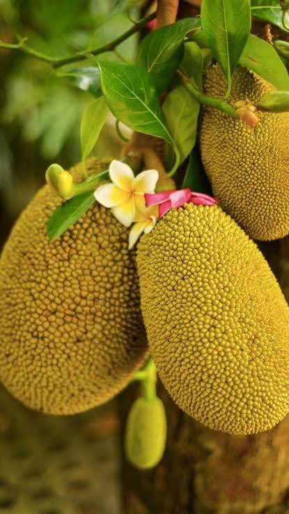 All Time Thai Jack Fruit Tree Plant/Hybrid Grafted Baromashi Sweet ...
