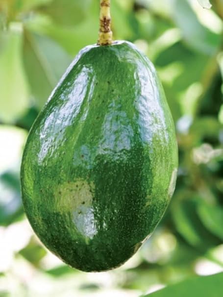Amazon.com : Winter Mexican Avocado Tree Cold Hardy, Grafted Live Plant ...