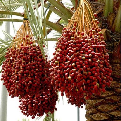 MS GREEN NURSERY phonix/date palm/khajoor plant : Amazon.in: Garden ...
