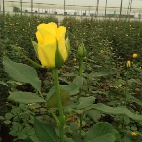 Ariya Rare Grafted English Rose Plant "Grace" Apricoat Yellow Color ...