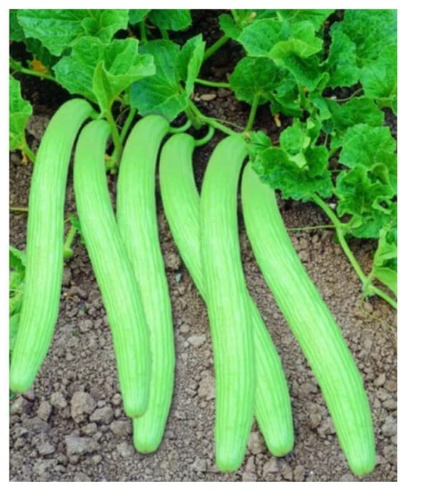 Summer Vegetable Seeds for Kitchen garden (Tar Kakri Seed) : Amazon.in ...