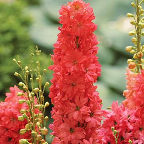 Rittersporn Rot – Die 15 besten Produkte im Vergleich - Elternchecker