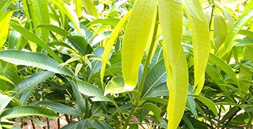 Shajahan Nursery Garden Rumani (Grafted) Live Mango Plant Grafted (2-3 ...