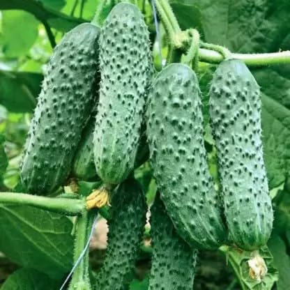 Cucumber/Desi Kheera Seeds for Planting, High Yielding Seeds | 115 ...