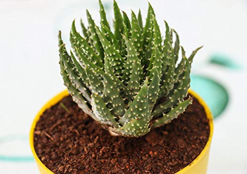 Blooms Of Ooty | Aloe Humilis | Spider Aloe : Amazon.in: Garden & Outdoors