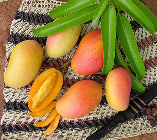 Exotica Orchids Fairchild Mango Plant-Grafted : Amazon.in: Garden ...