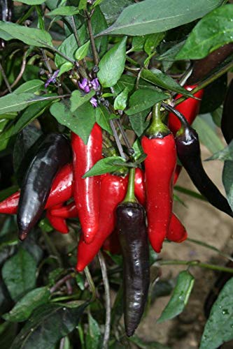 Seeds Point F1 Hybrid Rare Thai Red Chilli Hot Pepper Heirloom ...