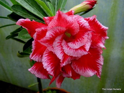 Siam Garden Live Plant Adenium Grafted Siam Special Mixed Colour Free 4 ...