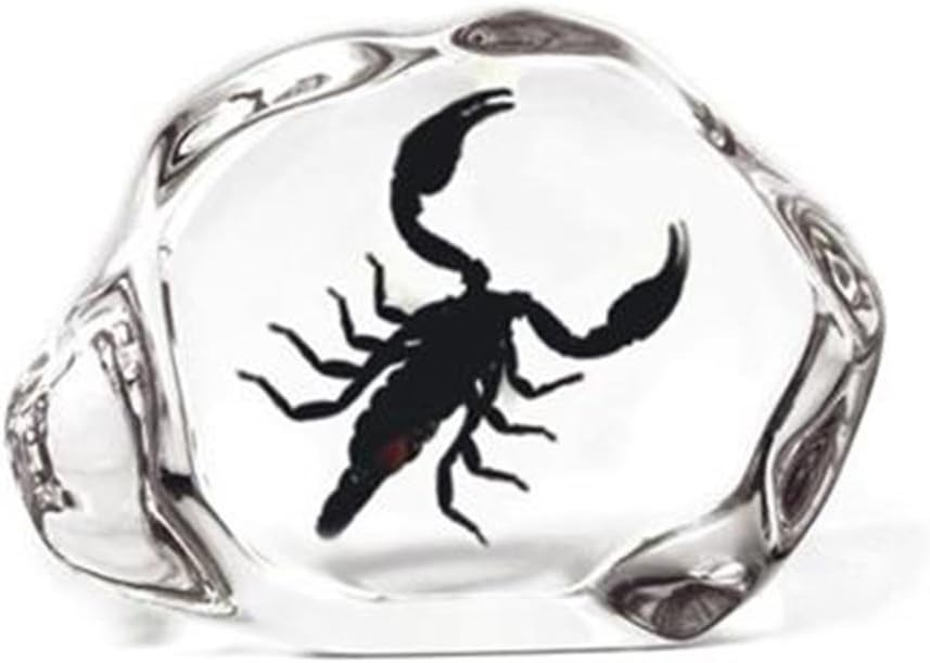 Amazon.com: The Real Insect Co. ST2491 Black Scorpion Clear Paperweight ...