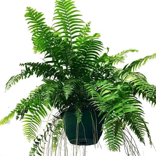 Garden Art Indoor Live Boston Macho Fern Basket Plants | for Home ...