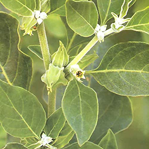 Ashwagandha Seeds For Plantation,Ashwagandha Seeds For Farming Pack of ...