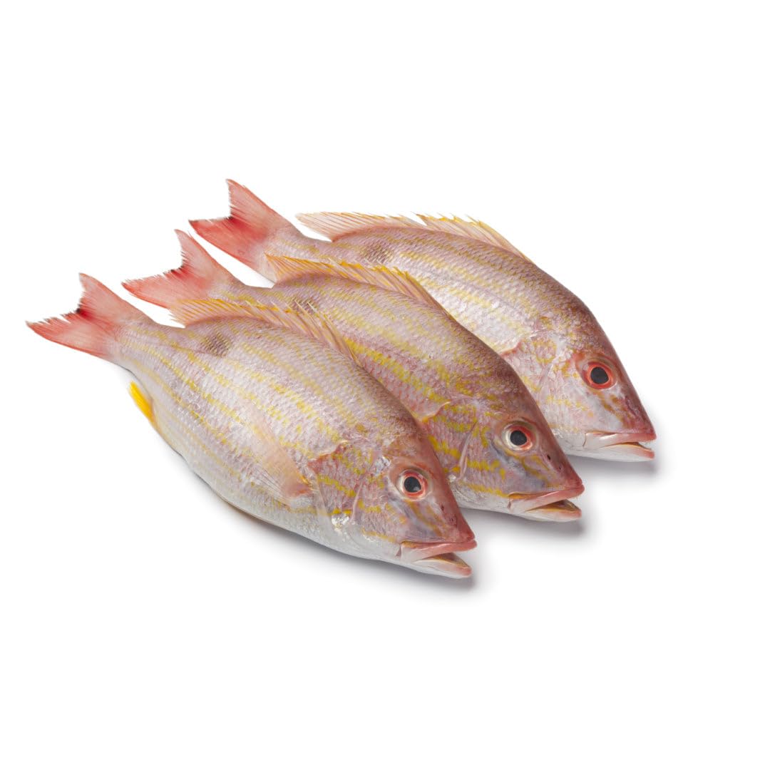 Lane Snapper Box 200kg : Amazon.co.uk: Grocery