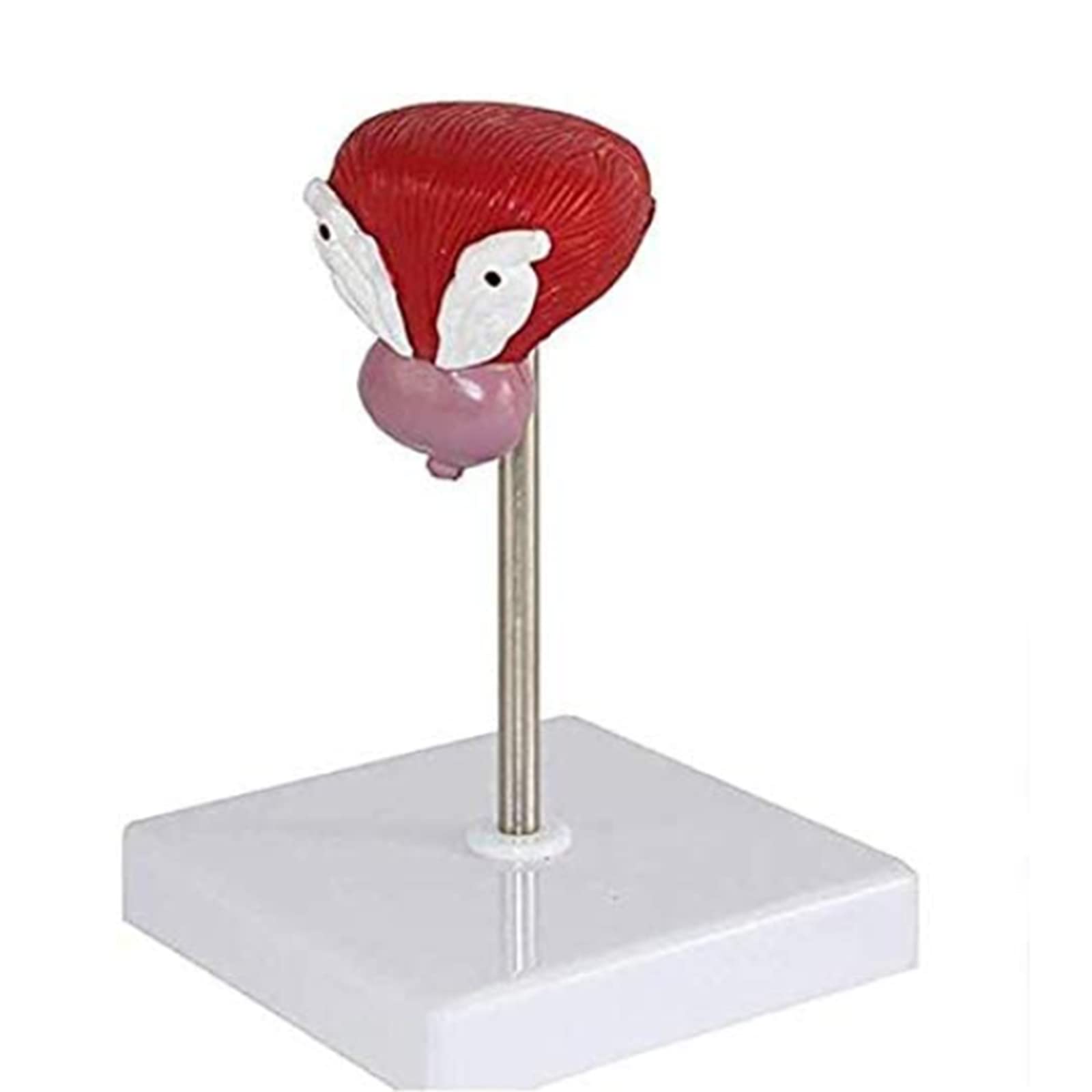 Buy Bladder Anatomical Model Life Size The Inside of The Anatomy ...