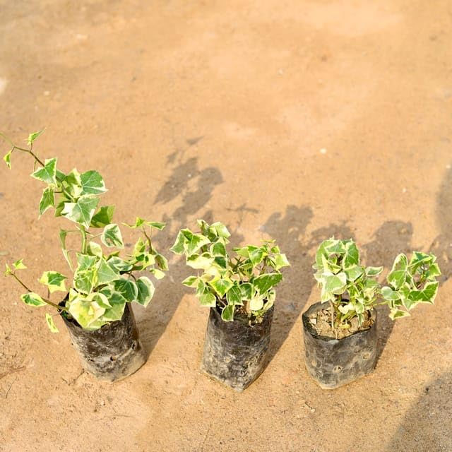 Set of 3 - English Ivy Succulent in 4 Inch Live Nursery Plant : Amazon ...