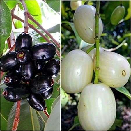 Black Jamun + White Jamun (Grafted Plants) : Amazon.in: Garden & Outdoors