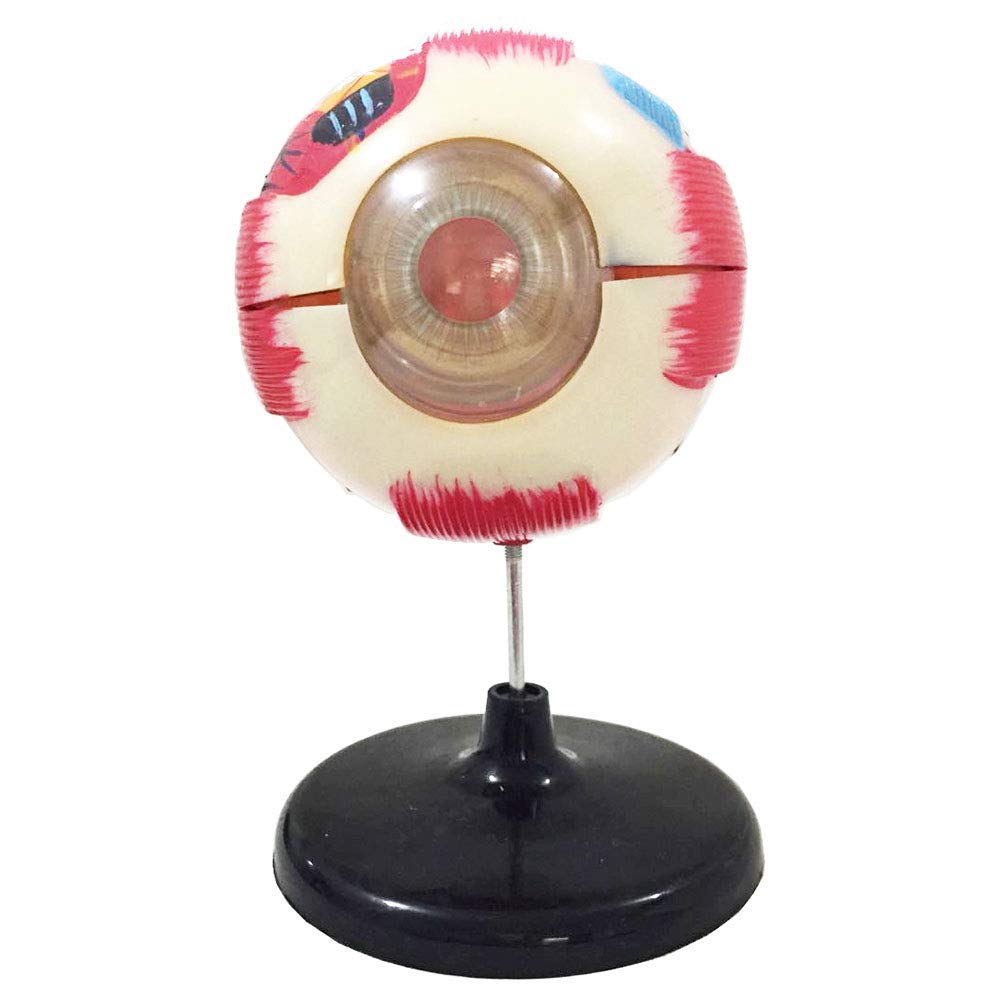 Buy Educational Science Model Eyeball Anatomy Magnification Model Ball ...