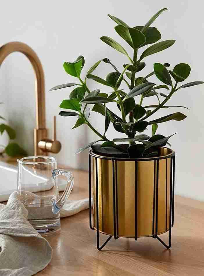 SIRAAJ&SONS™ Gamla Stand | Gold Pot Metal Planter with Stand | Pot with ...
