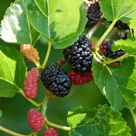 Mulberry Fruit Plant Tree Hybrid Variety, Pack of 1 with Grow Bag, Live ...