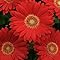 Amazon.com : Outsidepride Colorbloom Mix Gerbera Seeds - 20 Pcs ...