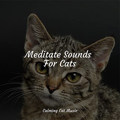 Meditate Sounds For Cats by Music for Resting Cats, Music for Relaxing ...