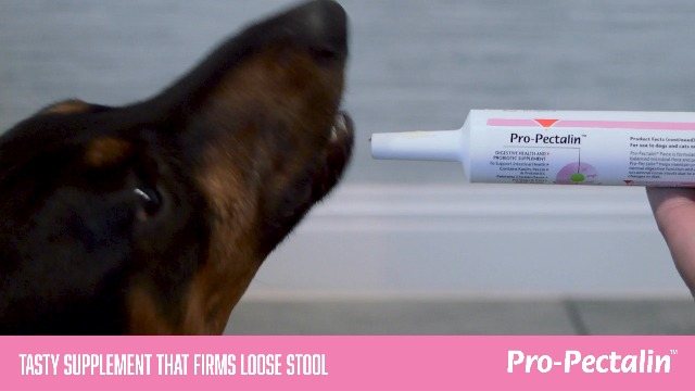 Watch Pro-Pectalin Probiotic Video on Amazon Live