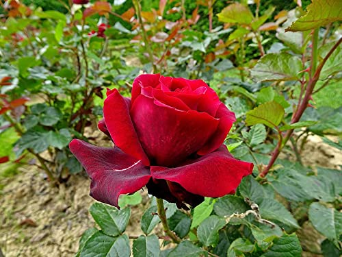 Buy ROSE MAFIA - TRUE BLOOD RED ROSE Ornamental & Fragrant Live (Red ...