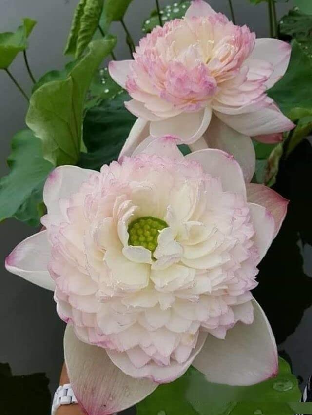 Indian Gardens - Lotus live plant Rare plant (Super Lotus Sayana Anil ...
