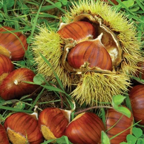 Amazon.com : 2 Chinese Chestnut Trees - 12-24" Tall Live Plants ...