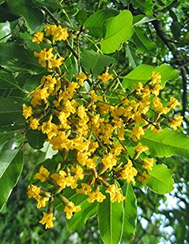 SHOP 360 GARDEN Pterocarpus marsupium/Malabar kino/Indian kino tree ...