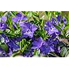 Amazon.com : 25 Purple Vinca Minor Bare Roots, Periwinkle Plants Live ...