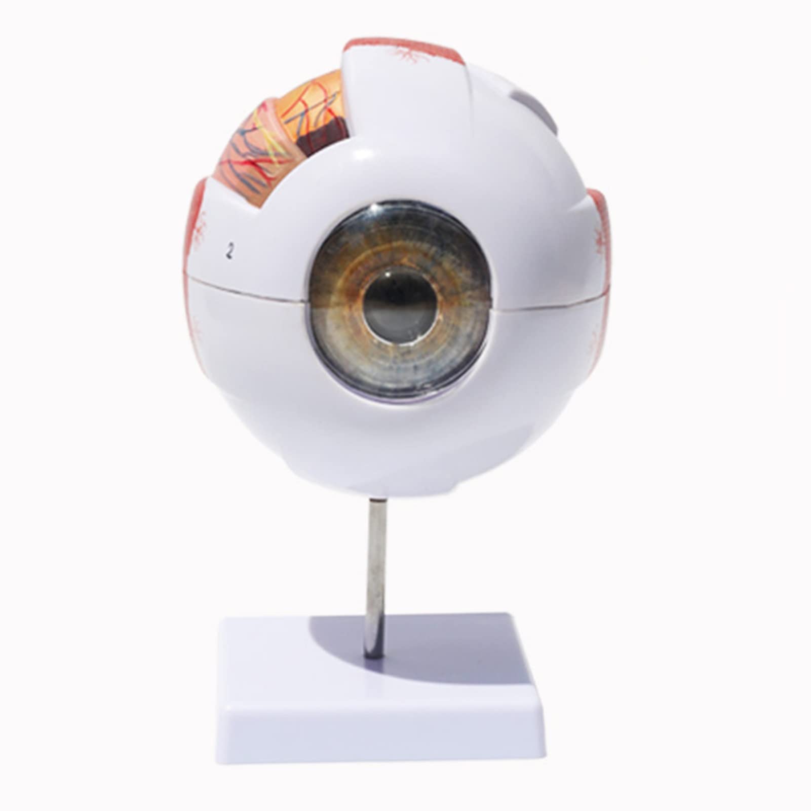 Buy 6X d Human Eye Model, Eyeball Anatomy with Number Logo, Multi-Part ...