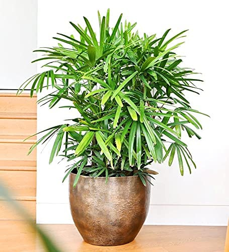 UGALOO Live Raphis Palm/Lady Palm/Rhapis excelsa Most Popular ...
