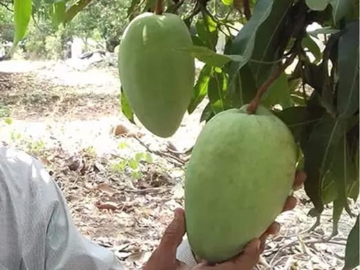 GOLDEN GLOW Noorjahan Mango Big Size 3-5 Kg Live Plant Mamidi Mangifera ...