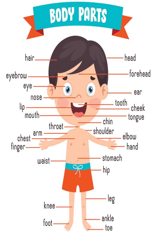 Educational Poster for Preschool kids|Parts of Body Names Sticker ...