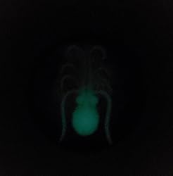 Amazon.com: Glow in the Dark Insects - 144 Pieces - Party Favor and ...