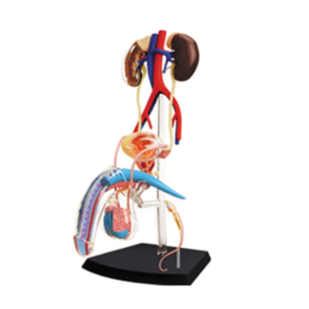 Buy Assembly model 4D Human Anatomy Model Male Reproductive System ...