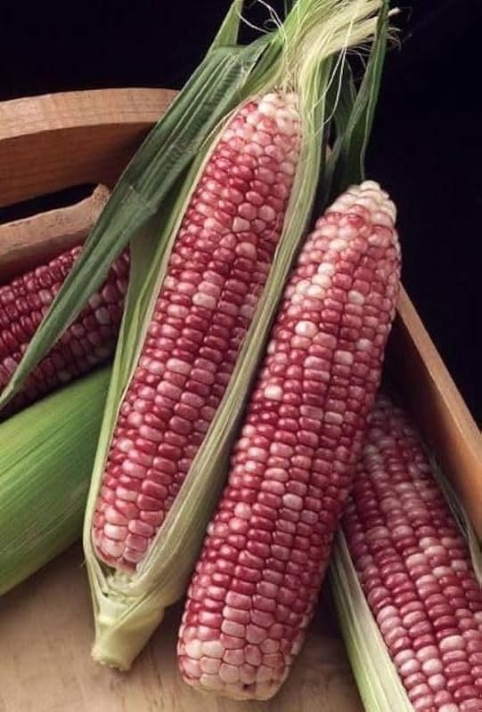 Corn Seeds for Home Gardening Pack of 30 : Amazon.in: Garden & Outdoors