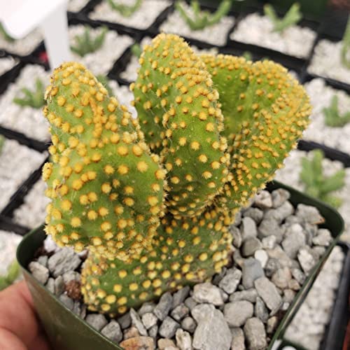 Opuntia microdasys - How to grow & care