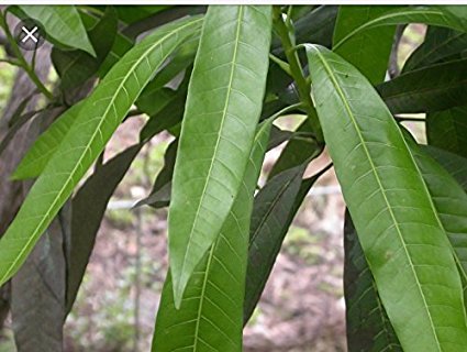 nandini enterprises Mango tree Fresh Leaves Aam ki patti Aam ka patta ...